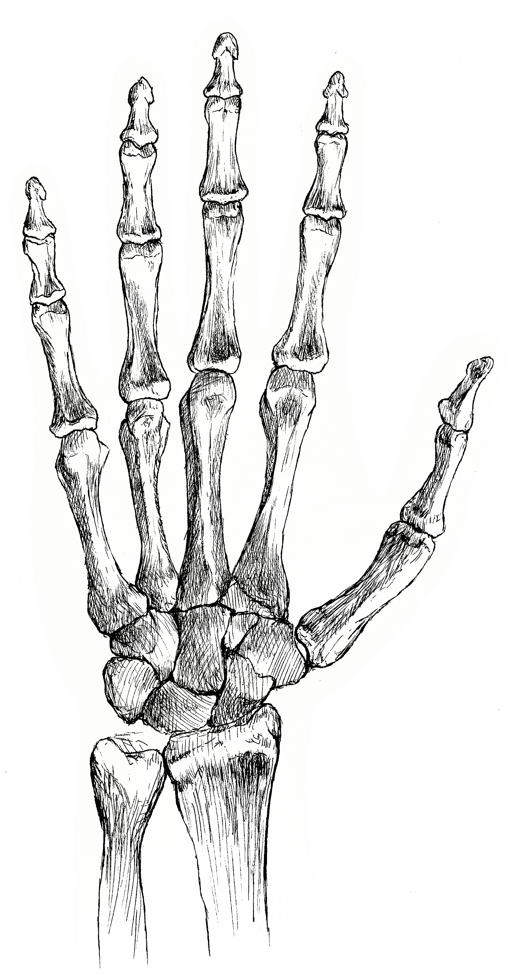 Anatomía » la anatomía interactiva