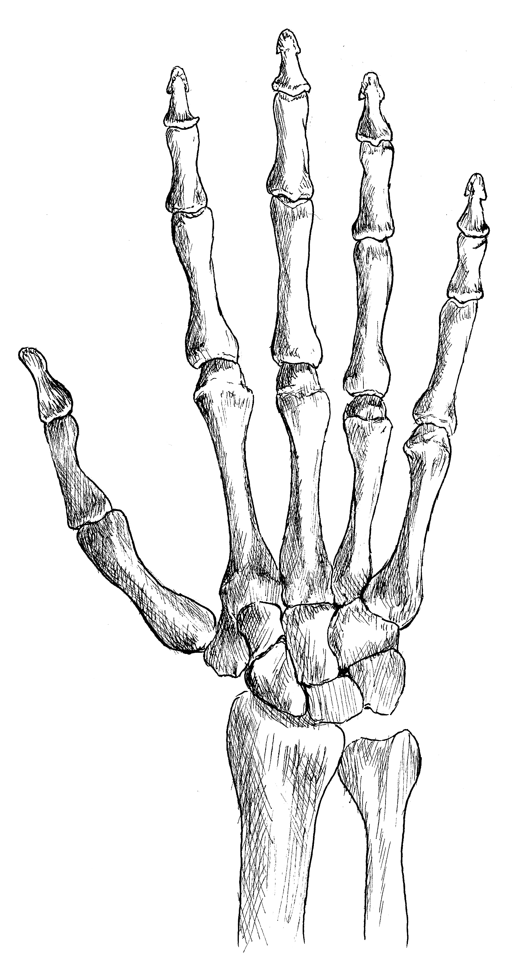 Anatomia - Europejskie Centrum Chirurgii Ręki